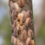 How to Prevent Scale on Plants (Causes & Treatments) - Pond Informer