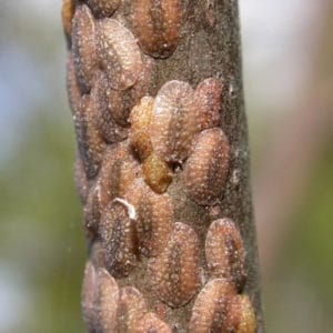 How to Prevent Scale on Plants (Causes & Treatments) - Pond Informer