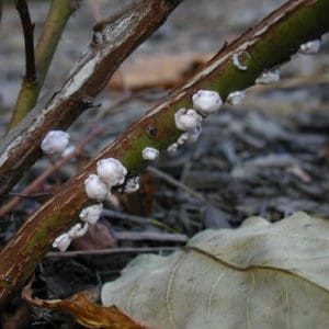 How to Prevent Scale on Plants (Causes & Treatments) - Pond Informer