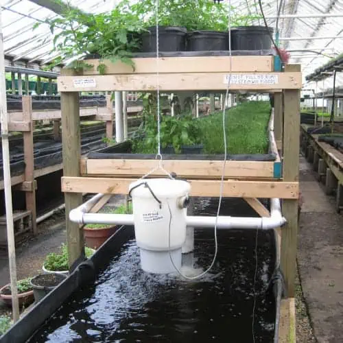 12 Most Profitable Aquaponic Crops (Best Crops) - Pond Informer