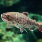 List of Salmon Species [ID + Pictures] - Pond Informer