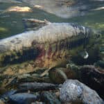List of Salmon Species [ID + Pictures] - Pond Informer