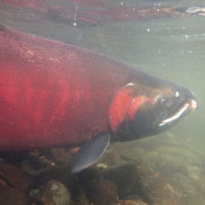 List of Salmon Species [ID + Pictures] - Pond Informer