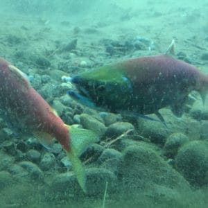 List of Salmon Species [ID + Pictures] - Pond Informer