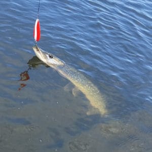 List of Fish Species in Torch Lake, Michigan (Updated) - Pond Informer