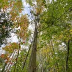 12 Water Loving Trees (Trees that Soak Up Water) - Pond Informer