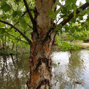 12 Water Loving Trees (Trees that Soak Up Water) - Pond Informer
