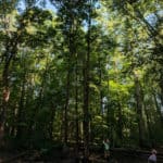 12 Water Loving Trees (Trees that Soak Up Water) - Pond Informer