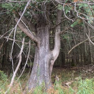 12 Water Loving Trees (Trees that Soak Up Water) - Pond Informer