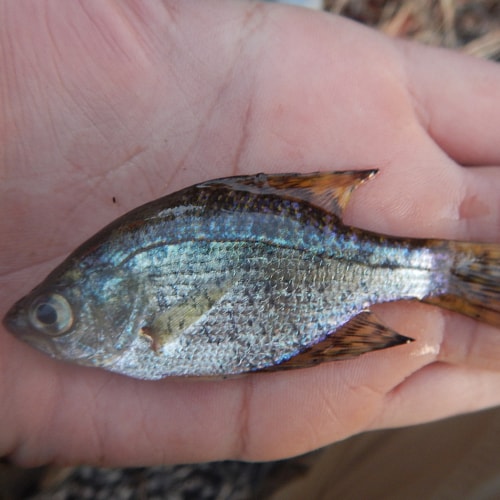 List of Fish Species in Weiss Lake (Updated) - Pond Informer