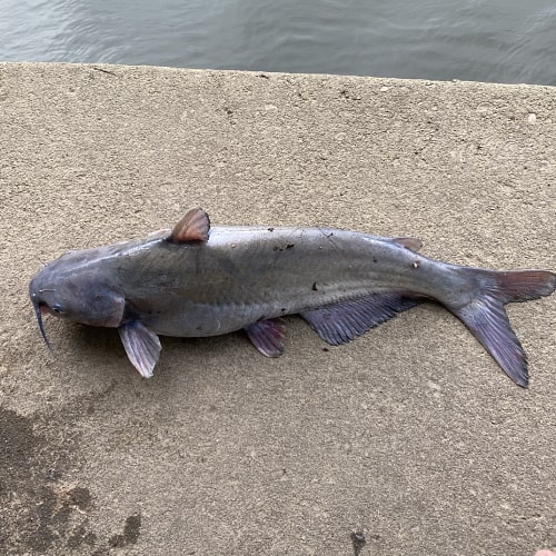 List of Fish Species in Weiss Lake (Updated) - Pond Informer