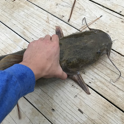 List of Fish Species in Weiss Lake (Updated) - Pond Informer