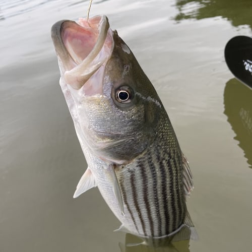 List of Fish Species in Weiss Lake (Updated) - Pond Informer