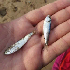 List of Freshwater Fish Species in Connecticut 2023 (ID + Pictures ...