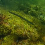 List of Freshwater Fish Species in Connecticut 2023 (ID + Pictures ...
