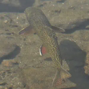 List of Freshwater Fish Species in Connecticut 2023 (ID + Pictures ...