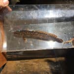 List of Freshwater Fish Species in Connecticut 2023 (ID + Pictures ...