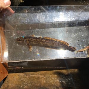 List of Freshwater Fish Species in Connecticut 2023 (ID + Pictures ...