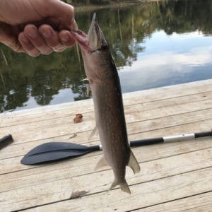 List of Freshwater Fish Species in Connecticut 2023 (ID + Pictures ...