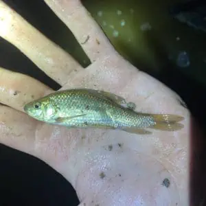 List of Freshwater Fish Species in Connecticut 2023 (ID + Pictures ...