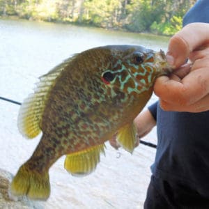 List of Freshwater Fish Species in Connecticut 2023 (ID + Pictures ...