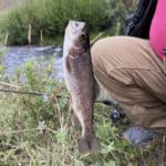 List of Freshwater Fish Species in Connecticut 2023 (ID + Pictures ...