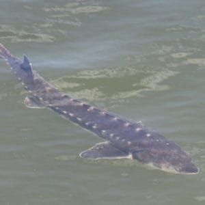 List of Freshwater Fish Species in Connecticut 2023 (ID + Pictures ...