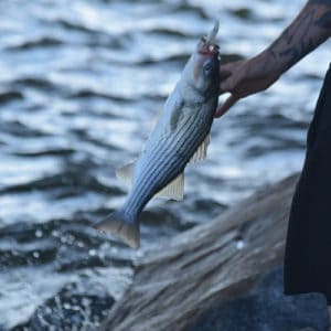 List of Freshwater Fish Species in Connecticut 2023 (ID + Pictures ...