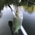 List of Freshwater Fish Species in Connecticut 2023 (ID + Pictures ...
