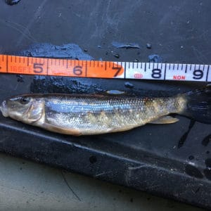 List of Freshwater Fish Species in Connecticut 2023 (ID + Pictures ...