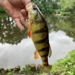 List of Freshwater Fish Species in Connecticut 2023 (ID + Pictures ...