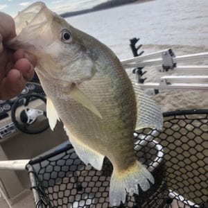 List of Crappie Species (ID + Pictures) - Pond Informer