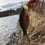 List of Fish Species in Lady Bird Lake (Updated) - Pond Informer