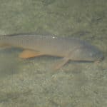 List of Fish Species in Lady Bird Lake (Updated) - Pond Informer