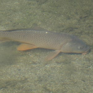 List of Fish Species in Lady Bird Lake (Updated) - Pond Informer