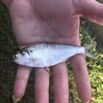 List of Fish Species in Lady Bird Lake (Updated) - Pond Informer