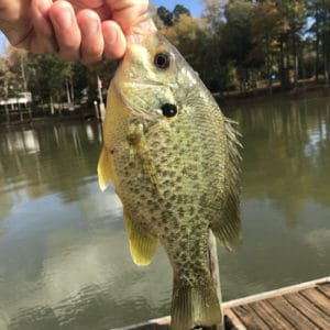 List of Fish Species in Lady Bird Lake (Updated) - Pond Informer