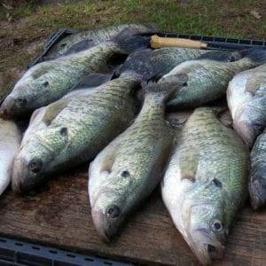 List of Fish Species in Lady Bird Lake (Updated) - Pond Informer