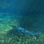 Fish Species in Lake Jordan, Alabama (Updated) - Pond Informer