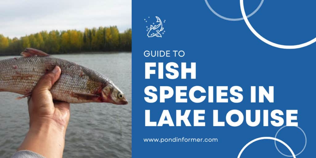Fish Species in Lake Louise, Alaska 2023 [Updated] - Pond Informer