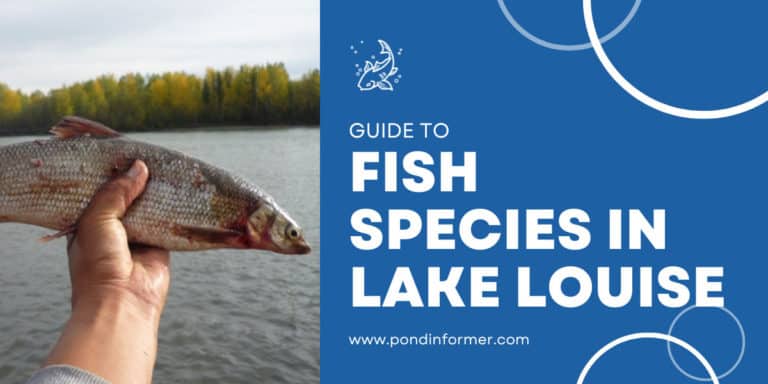 Fish Species in Lake Louise, Alaska 2023 [Updated] - Pond Informer