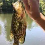 List of Fish Species in Lake Winnebago 2022 [Updated] - Pond Informer