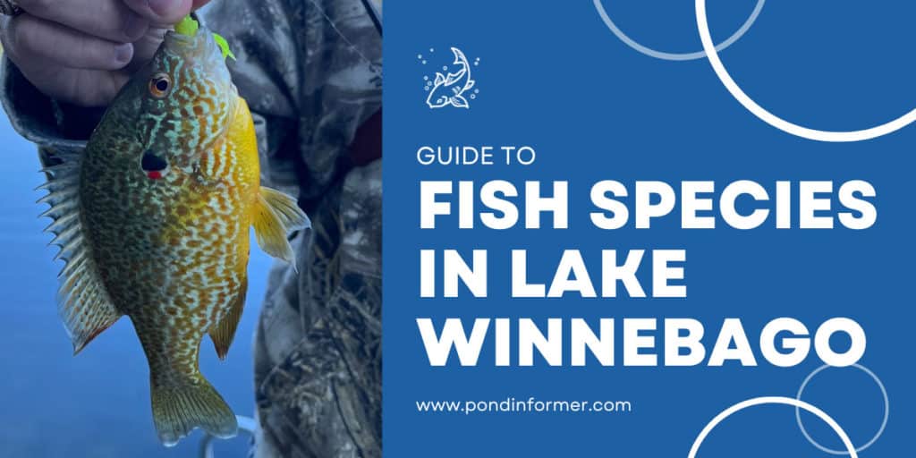 List of Fish Species in Lake Winnebago 2023 [Updated] - Pond Informer