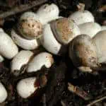 Signs of Snake Activity in Yards (And What To Do) - Pond Informer