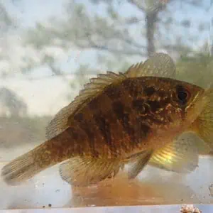 30 Sunfish Species (ID, Facts, & Pictures) - Pond Informer