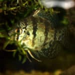 30 Sunfish Species (ID, Facts, & Pictures) - Pond Informer