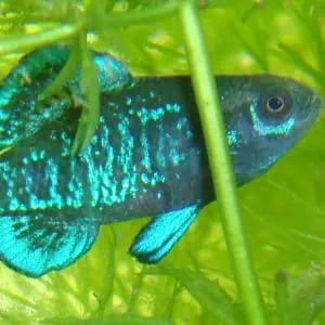 30 Sunfish Species (ID, Facts, & Pictures) - Pond Informer