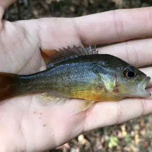 30 Sunfish Species (ID, Facts, & Pictures) - Pond Informer