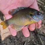 30 Sunfish Species (ID, Facts, & Pictures) - Pond Informer