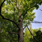 10 Trees for Wet Clay Soil (Clay Loving Trees) - Pond Informer